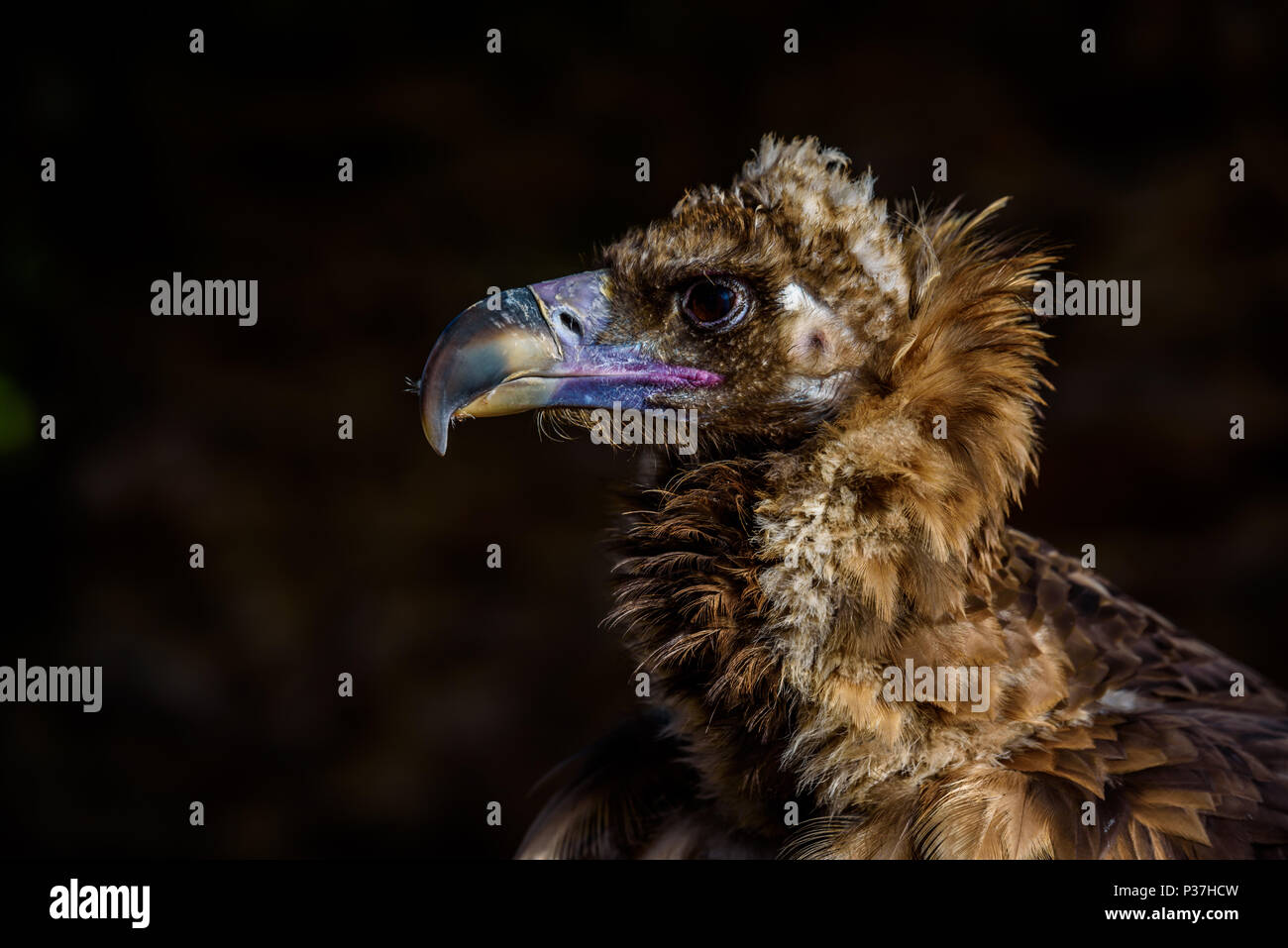 Portrait of vulture - beautiful wildlife bird Stock Photo - Alamy