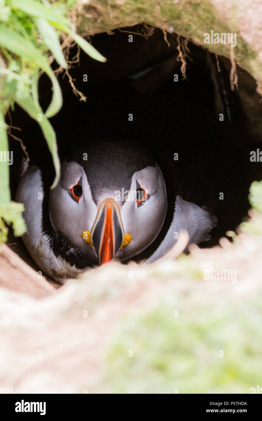 Common puffin in its burrow on Skomer Island Stock Photo - Alamy