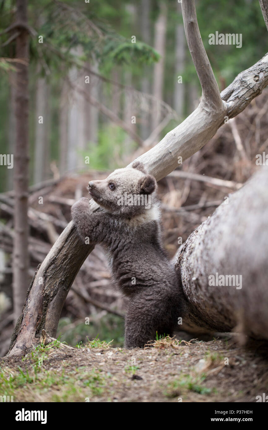 Standing on his feet hi-res stock photography and images - Alamy