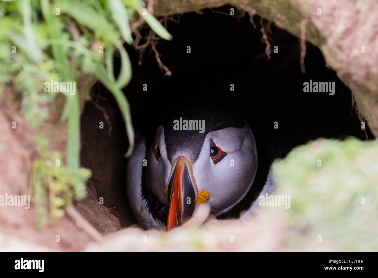 Common puffin in its burrow on Skomer Island Stock Photo - Alamy