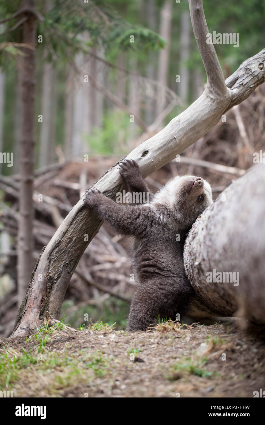 Relaxed bear hi-res stock photography and images - Alamy