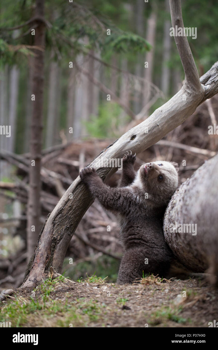 Feet towards camera hi-res stock photography and images - Alamy