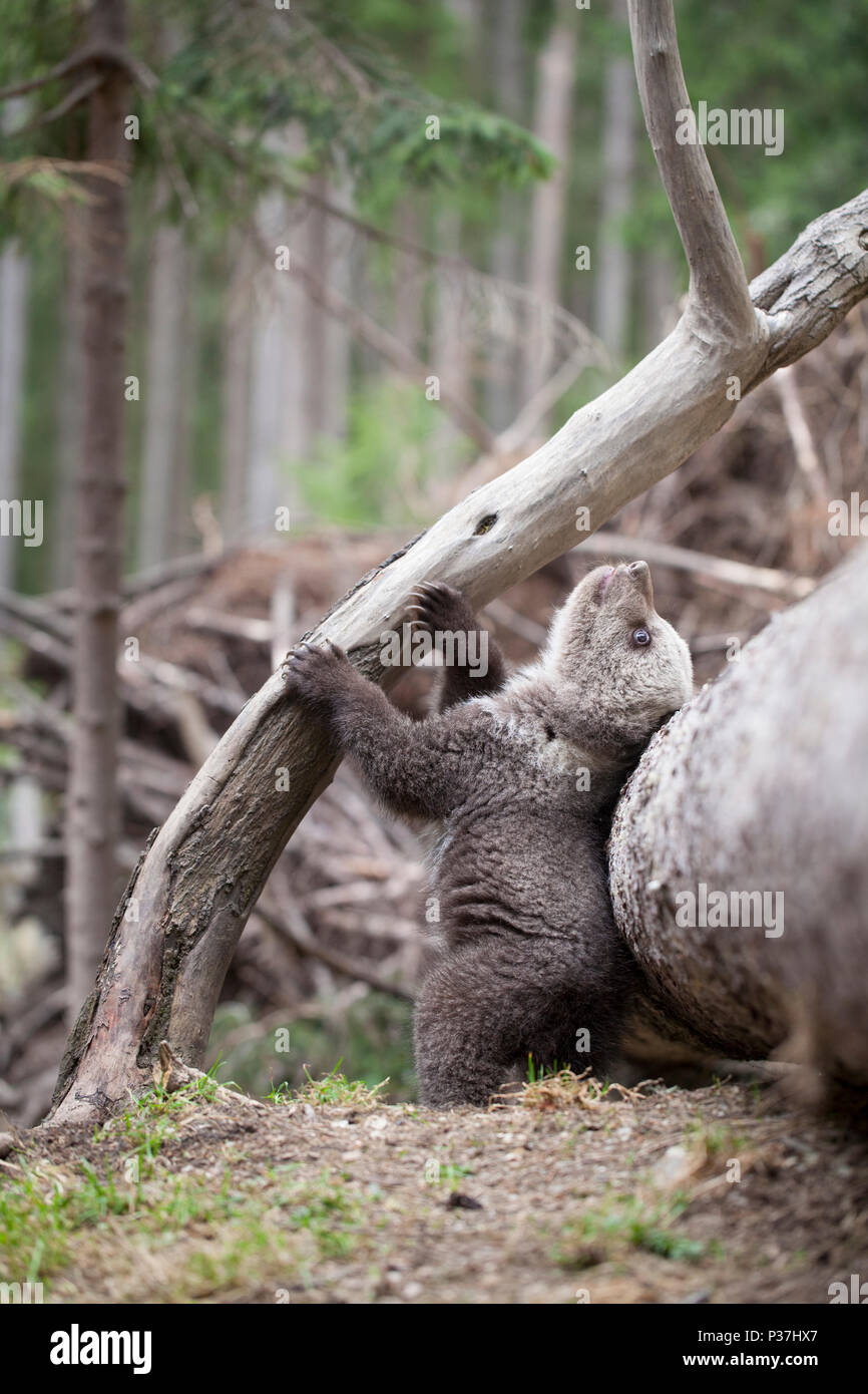 bear cub looking up on two feet back towards a fallen tree ...