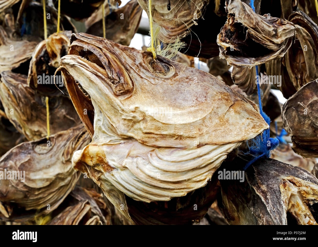 Drying Icelandic Fish Heads #3 Stock Photo - Alamy
