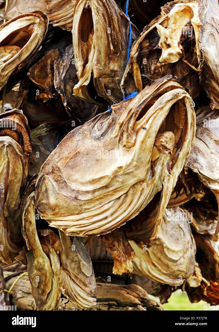 Drying Icelandic Fish Heads Stock Photo - Alamy
