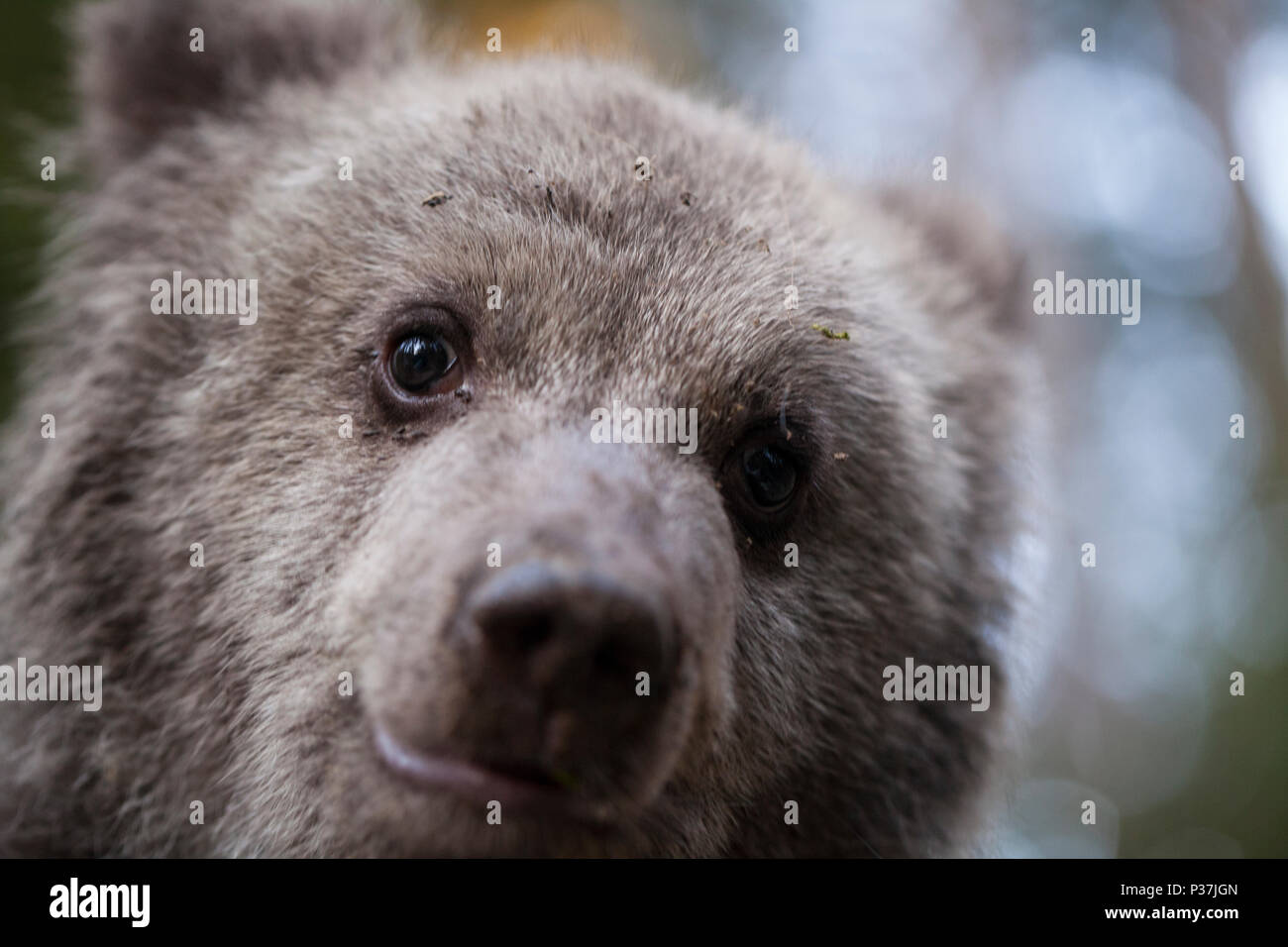 Brown bear looking into the distance hi-res stock photography and ...