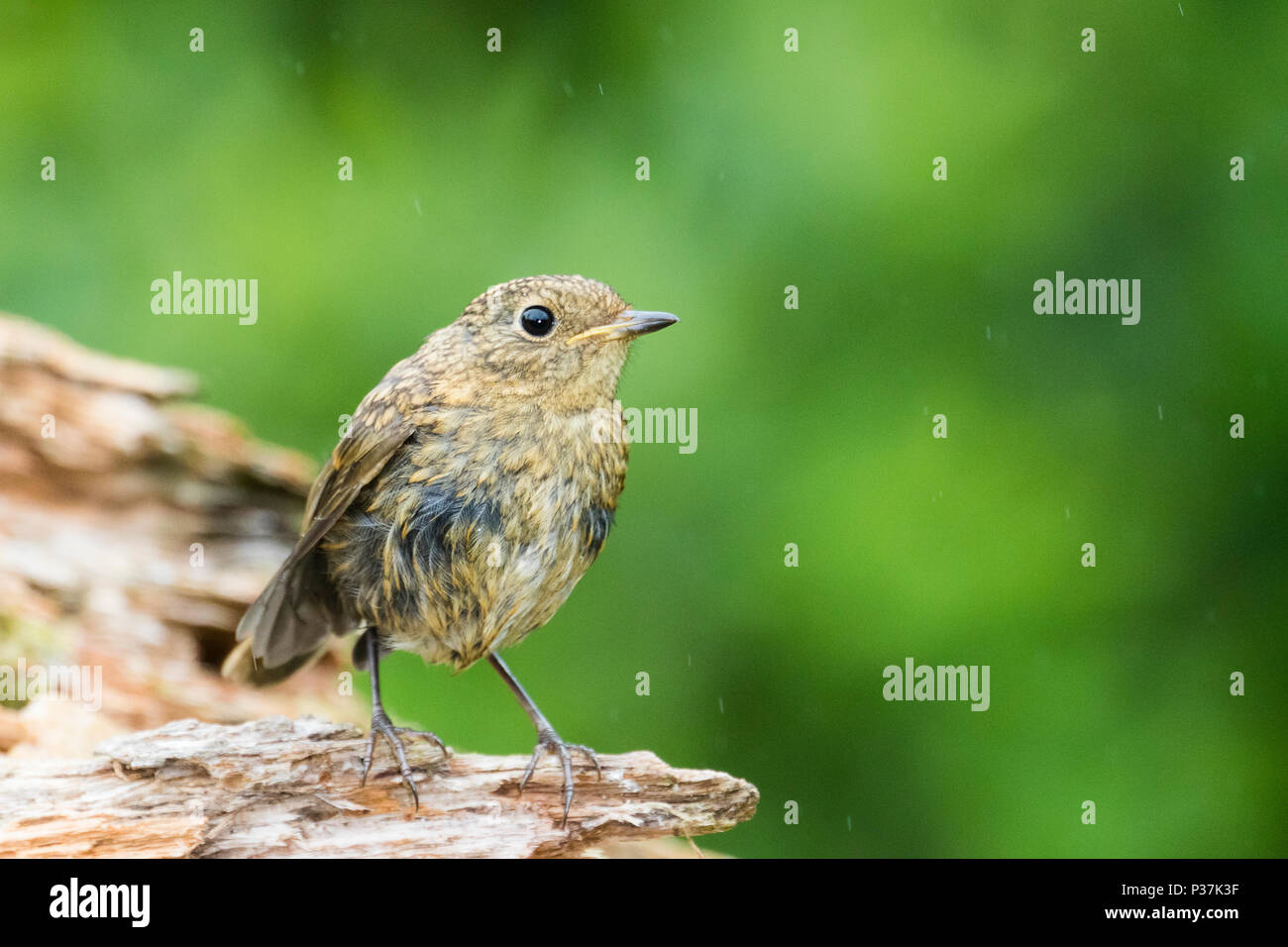Robin fledgling hi-res stock photography and images - Alamy