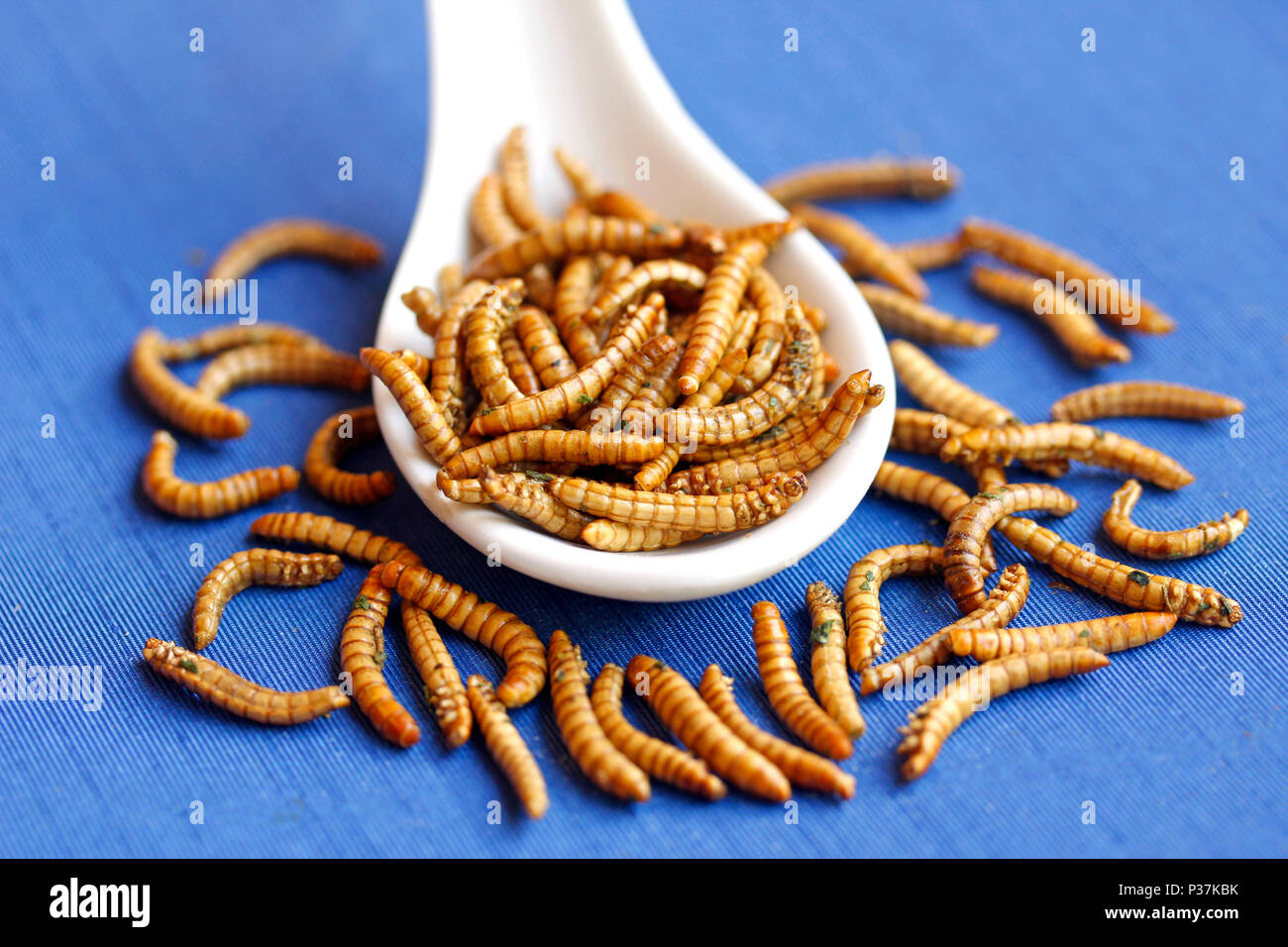 Eatable worms hi-res stock photography and images - Alamy