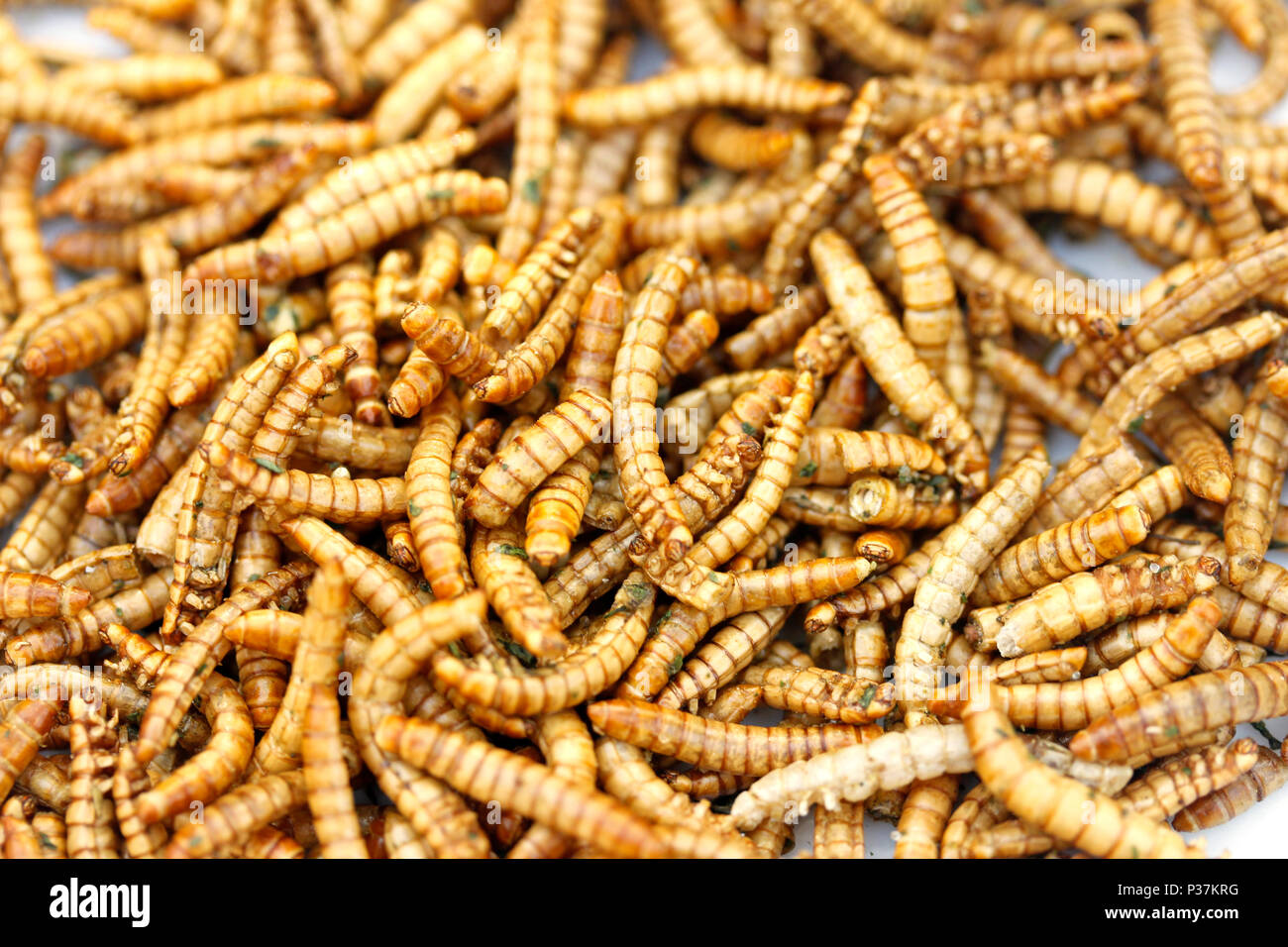 How to eat fried worms hi-res stock photography and images - Alamy