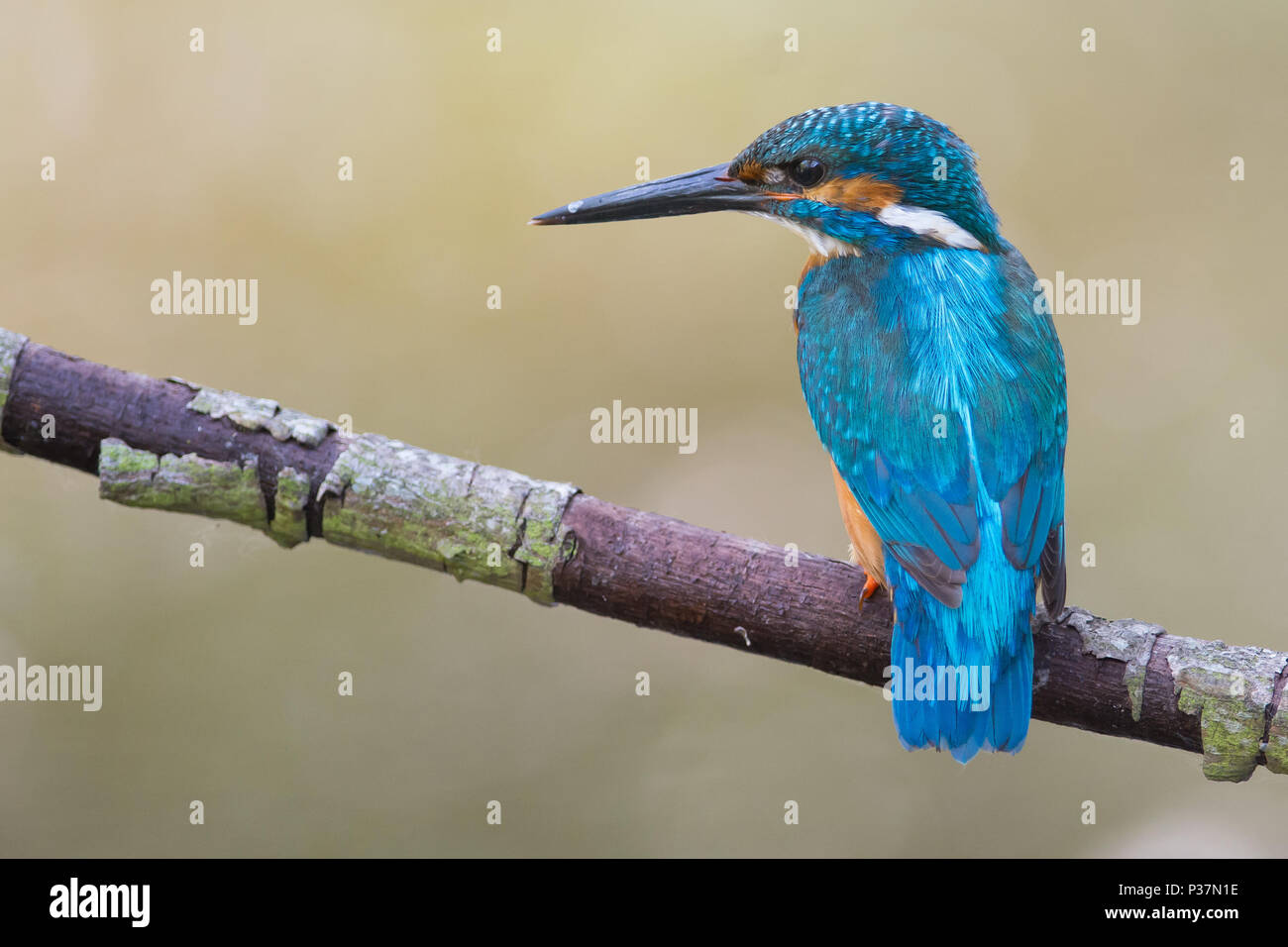 Small bird on a cedar branch with a beautiful dawn light Stock Photo ...