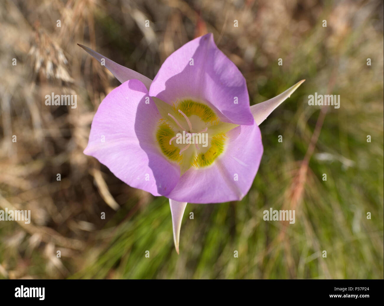 Calochortus hi-res stock photography and images - Alamy