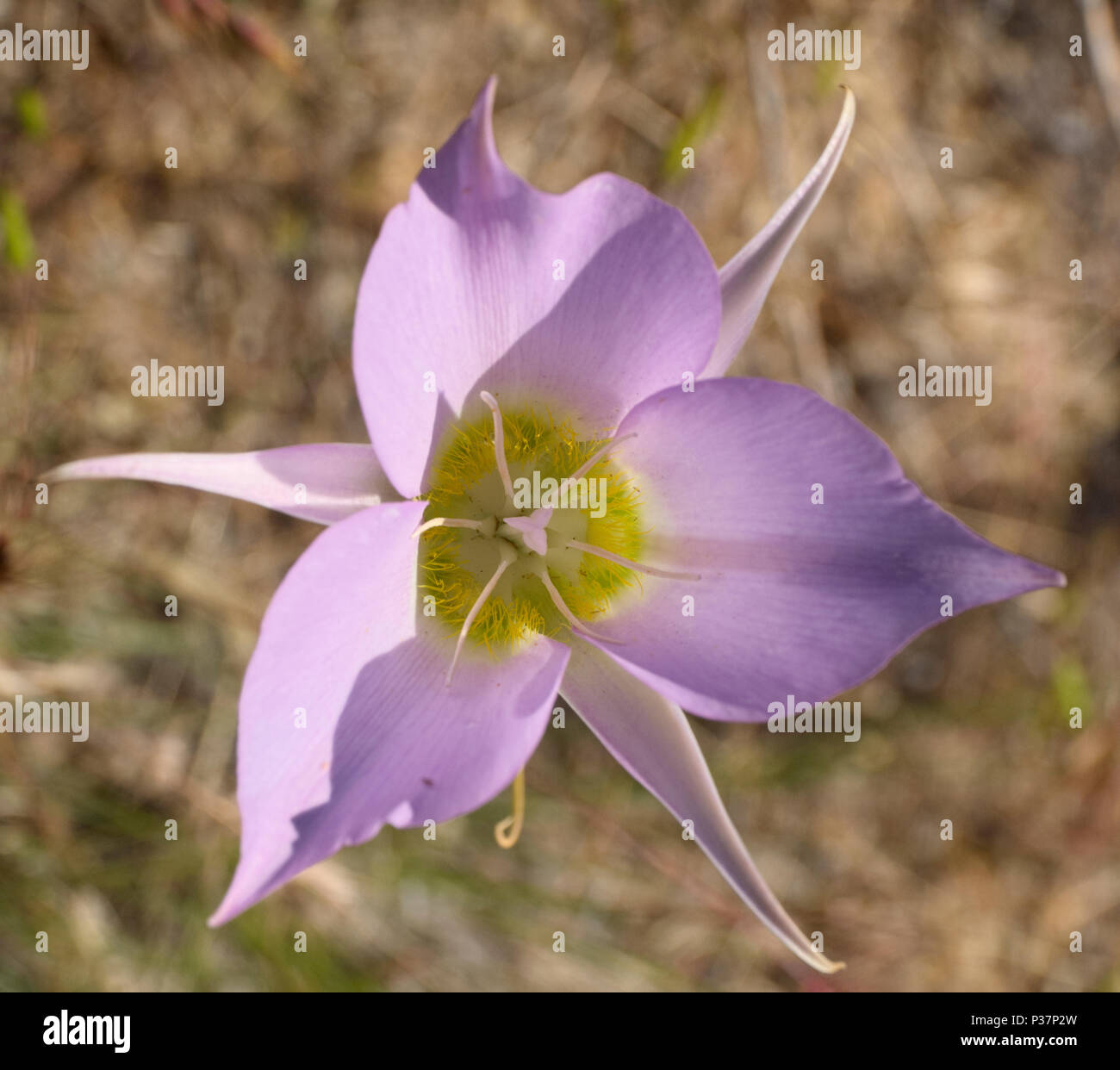 Lily calochortus nature plant hi-res stock photography and images - Alamy