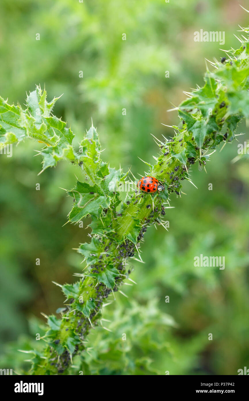 Asian lady Beetle, Harlequin ladybird, Harmonia axyridi with raindrops ...