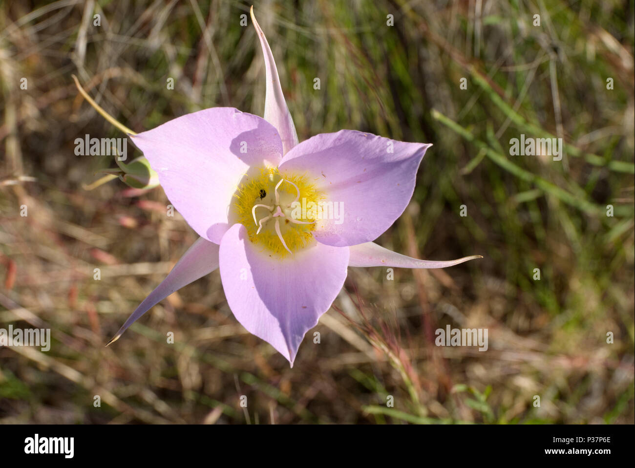 Calochortus High Resolution Stock Photography and Images - Alamy