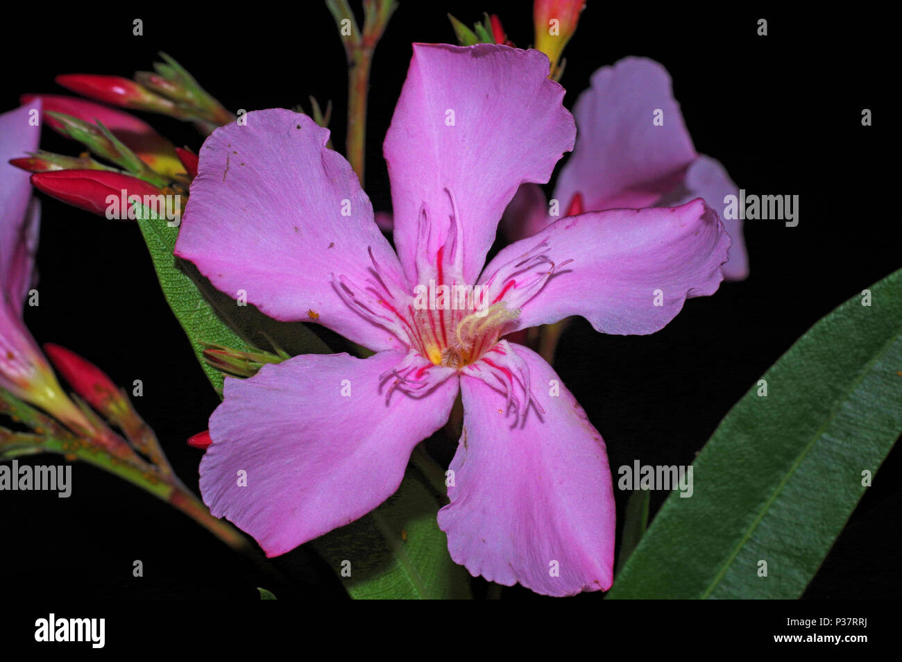 Pink oleander close-up Stock Photo - Alamy