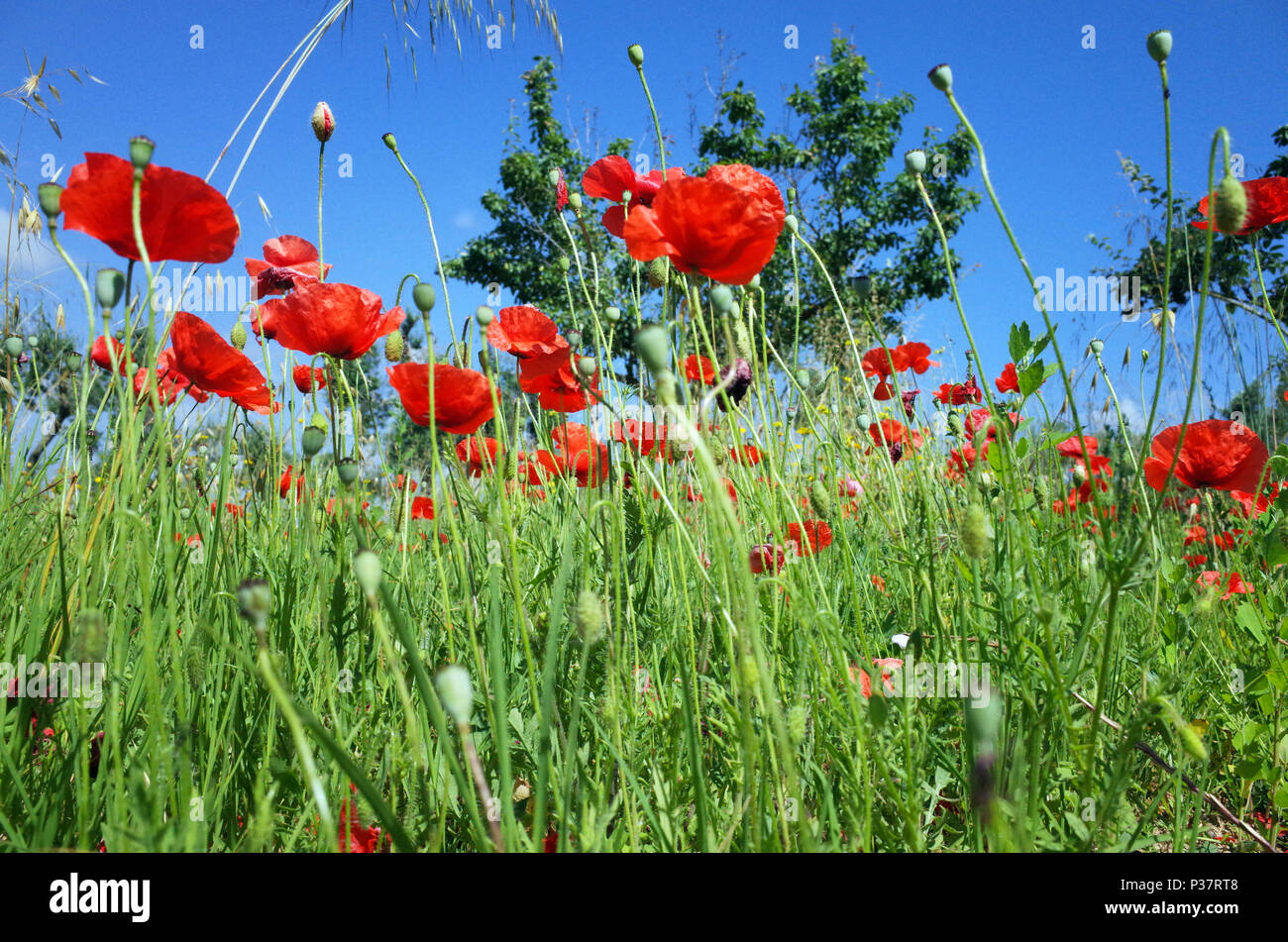 Poppies sardinia hi-res stock photography and images - Alamy