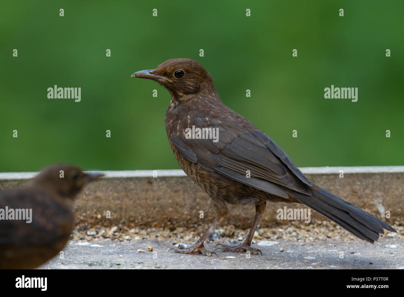 Blackbird. Turdus merula Single fledgling on bird table. British Isles ...