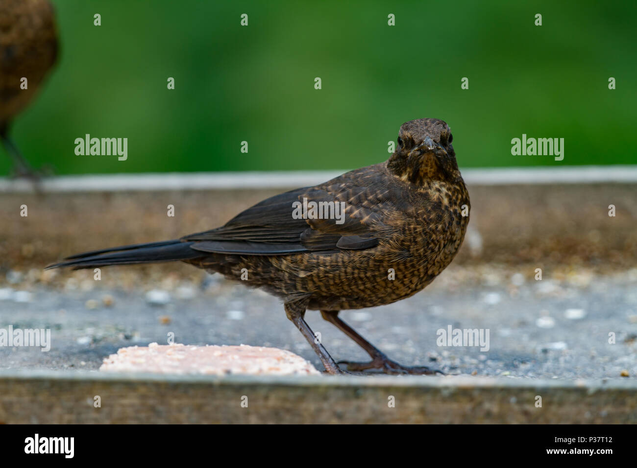 Blackbird. Turdus merula Single fledgling on bird table. British Isles ...