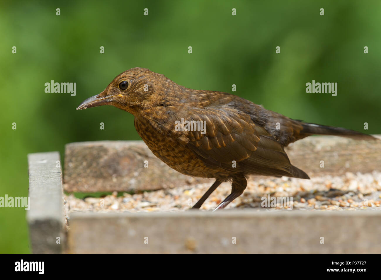 Blackbird. Turdus merula Single fledgling on bird table. British Isles ...