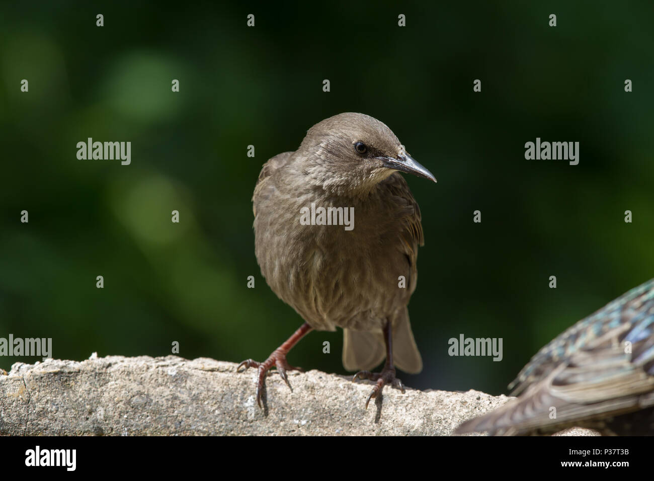 Sturnus Vulgaris Young Starling Fledglings Stock Photos & Sturnus ...