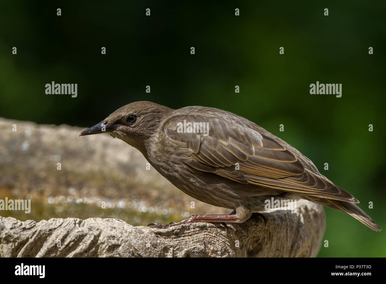 Fledgling starling hi-res stock photography and images - Alamy