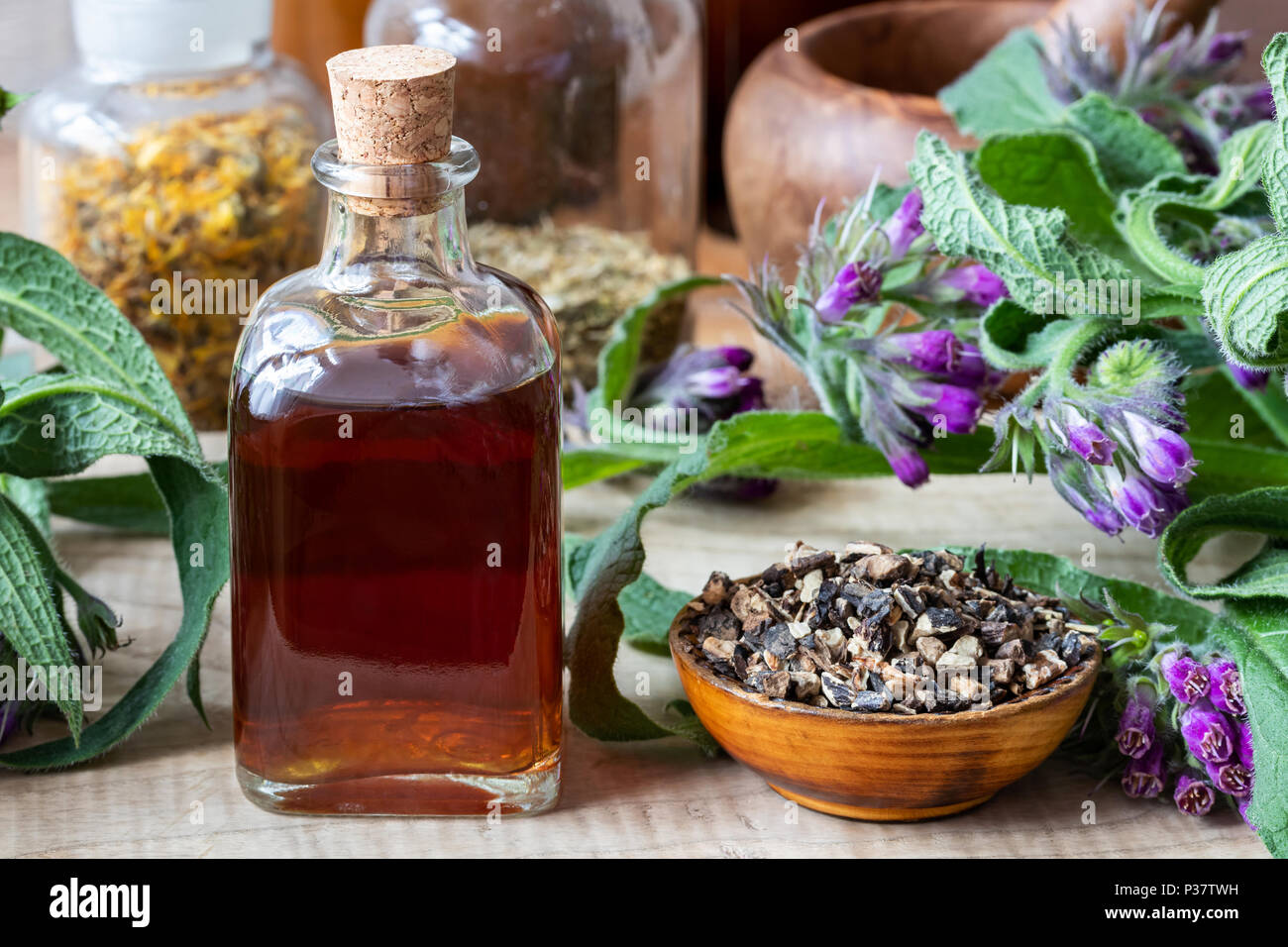 Comfrey tincture with fresh symphytum officinale plant and dried root ...