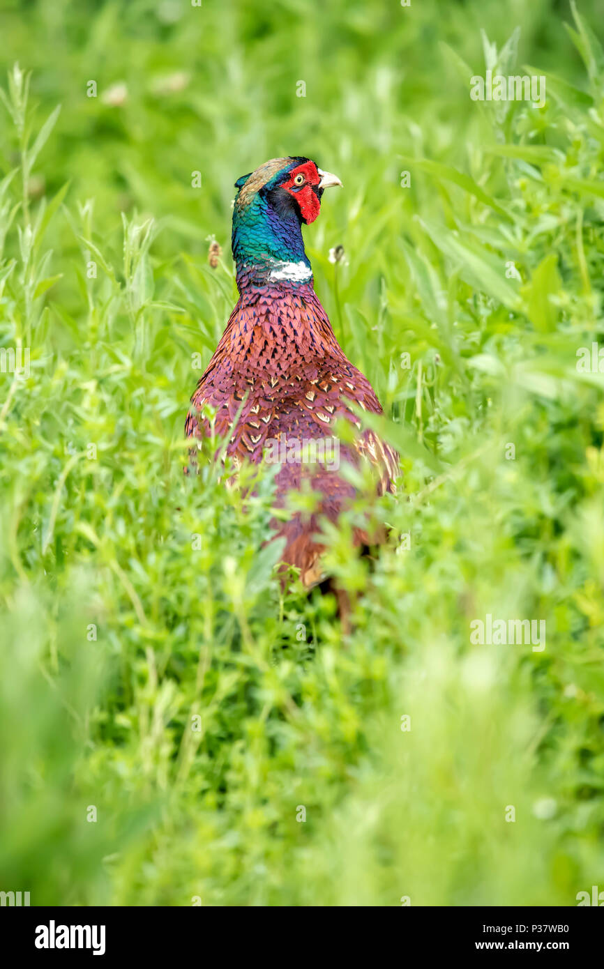 Pheasant long grass hi-res stock photography and images - Alamy