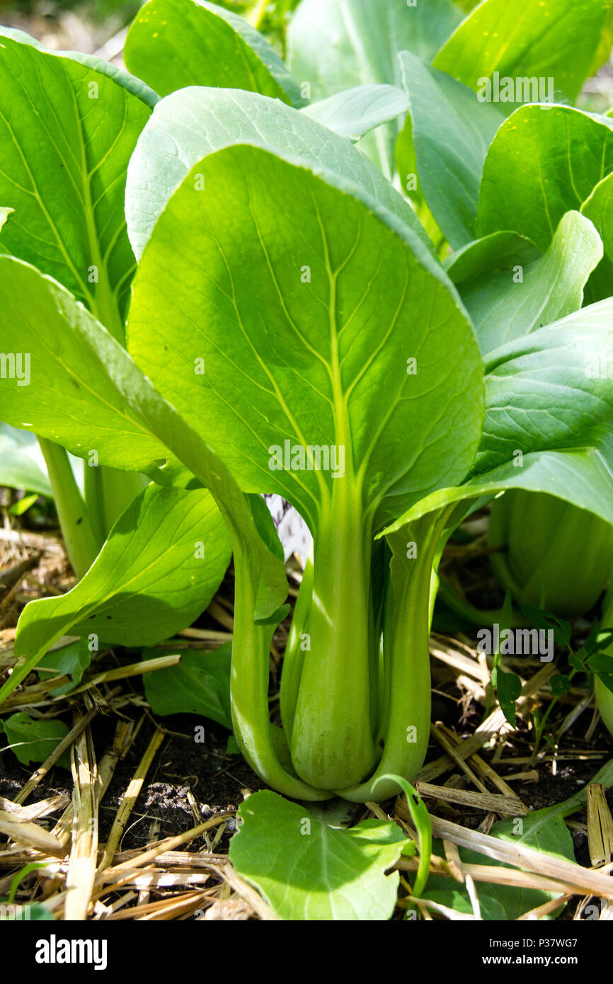 Pak choi growing hi-res stock photography and images - Alamy