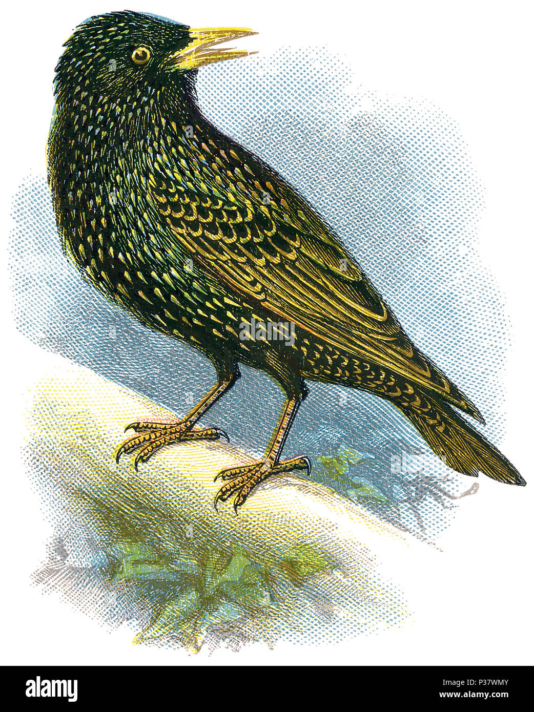 Common starling illustration hi-res stock photography and images - Alamy