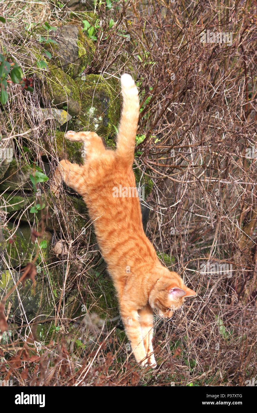 Ginger cat jumping from stone wall Stock Photo - Alamy
