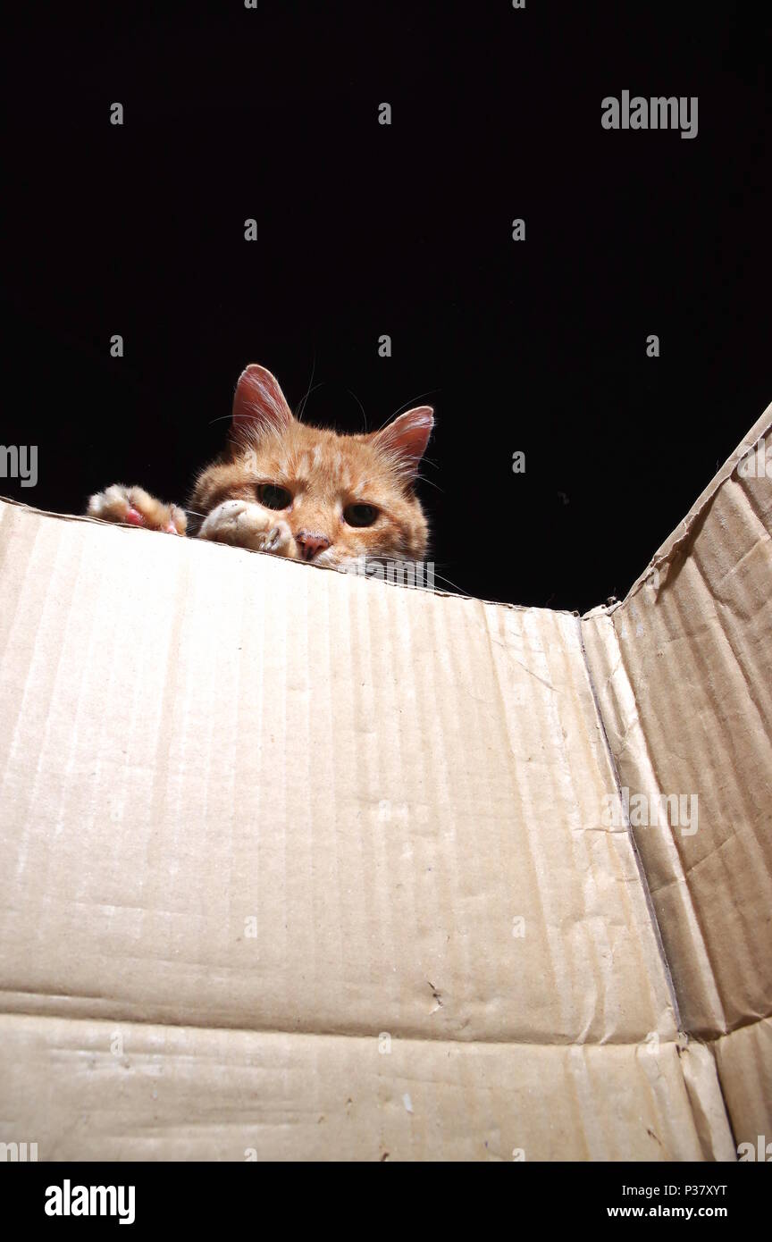 Ginger cat looking into cardboard box Stock Photo - Alamy