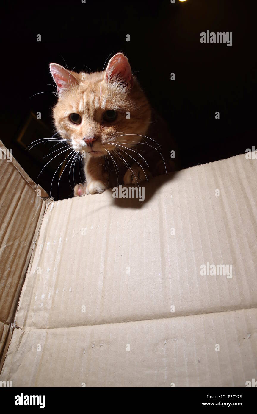 Ginger cat looking into cardboard box Stock Photo - Alamy