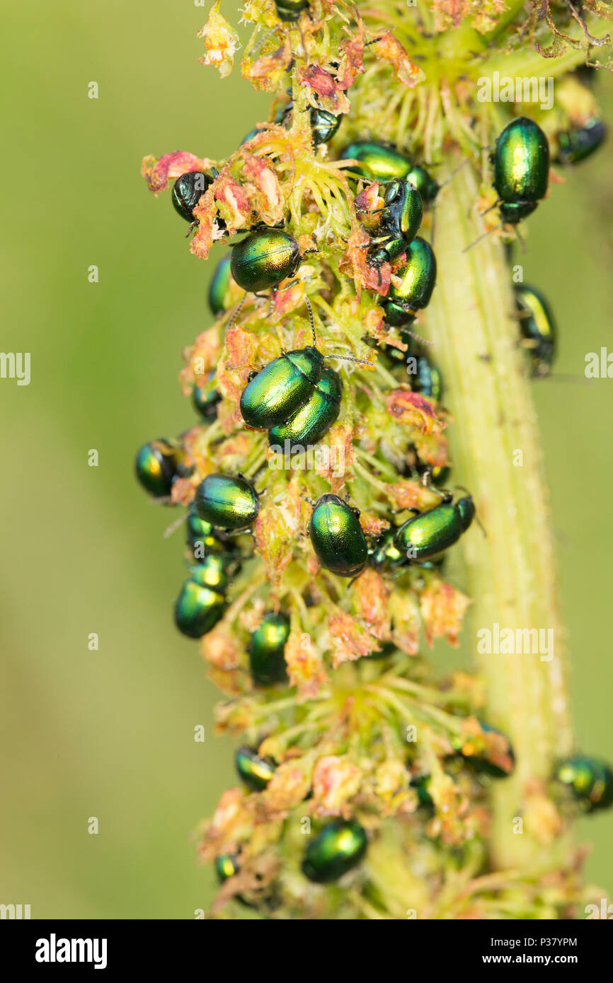 British beetles hi-res stock photography and images - Alamy
