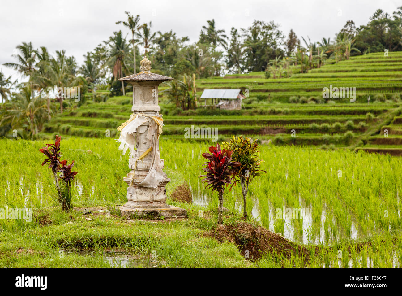 Rice field with altar for offerings to Dewi Sri at Jatiluwih Rice ...