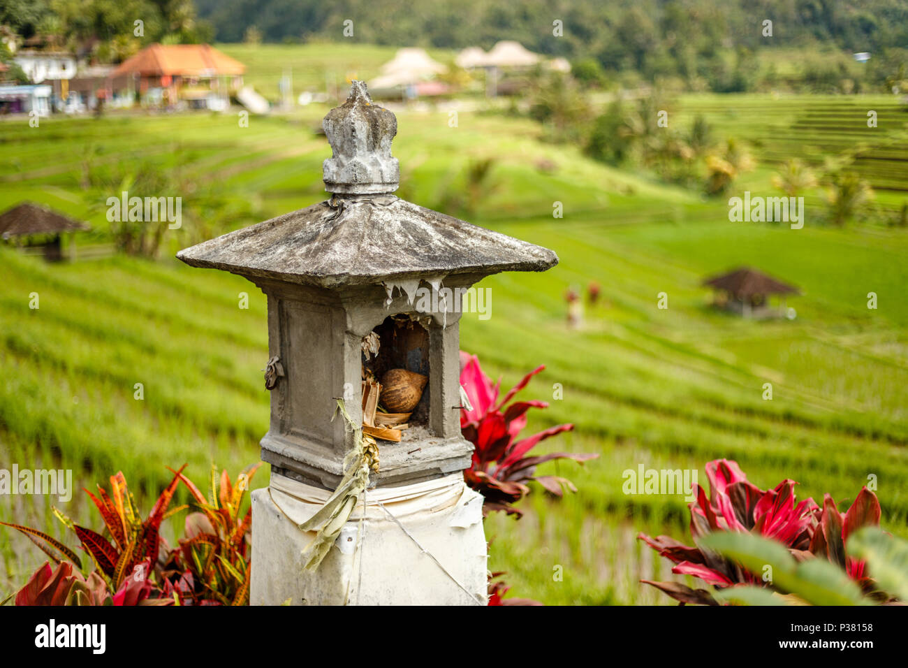 Rice field with altar for offerings to Dewi Sri at Jatiluwih Rice ...