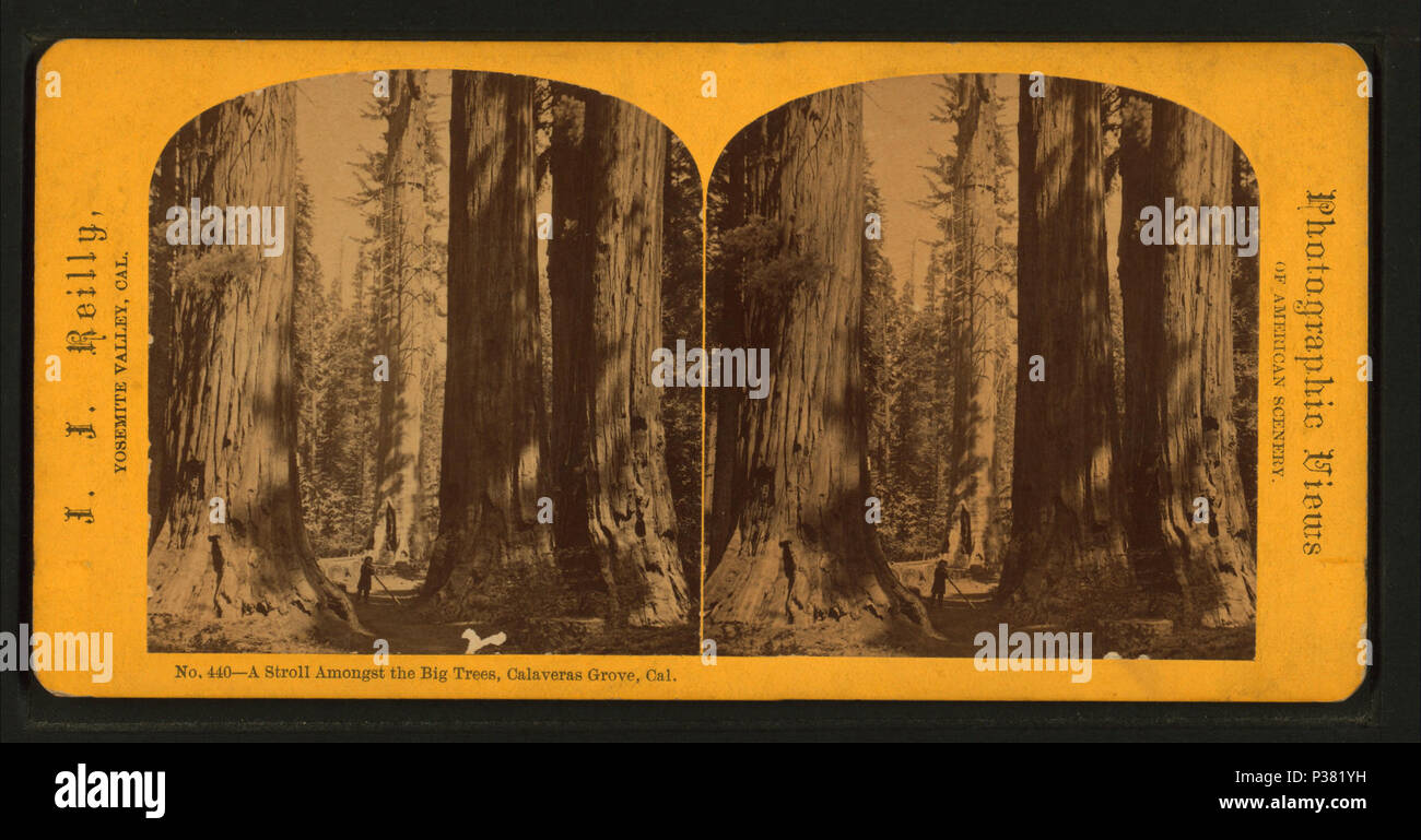 13 A Stroll among the Big Trees, Calaveras Grove, Cal, by Reilly, John ...
