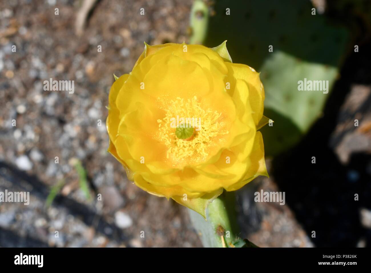Flower on cactus hi-res stock photography and images - Alamy