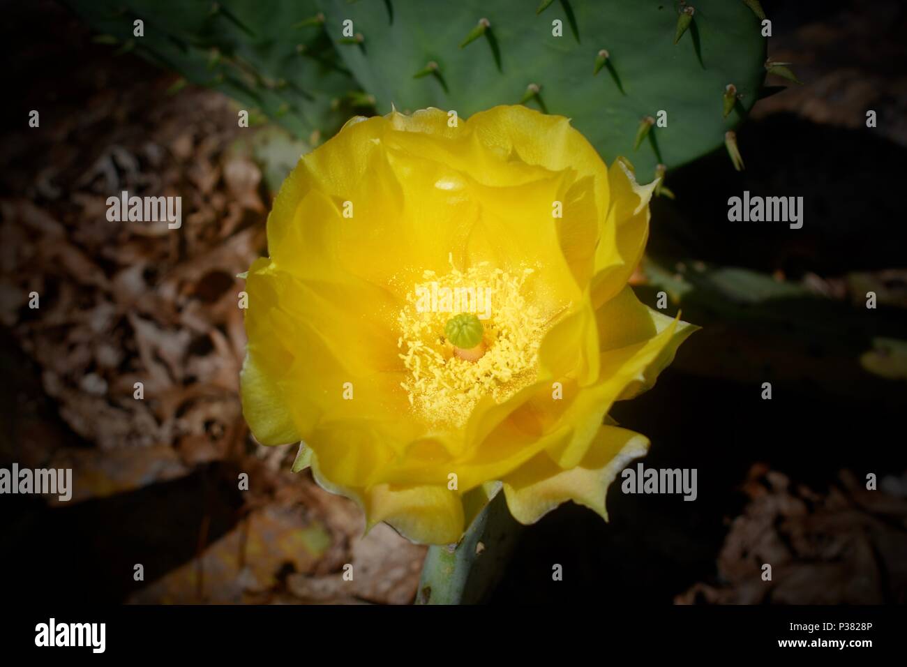 Flower on cactus hi-res stock photography and images - Alamy