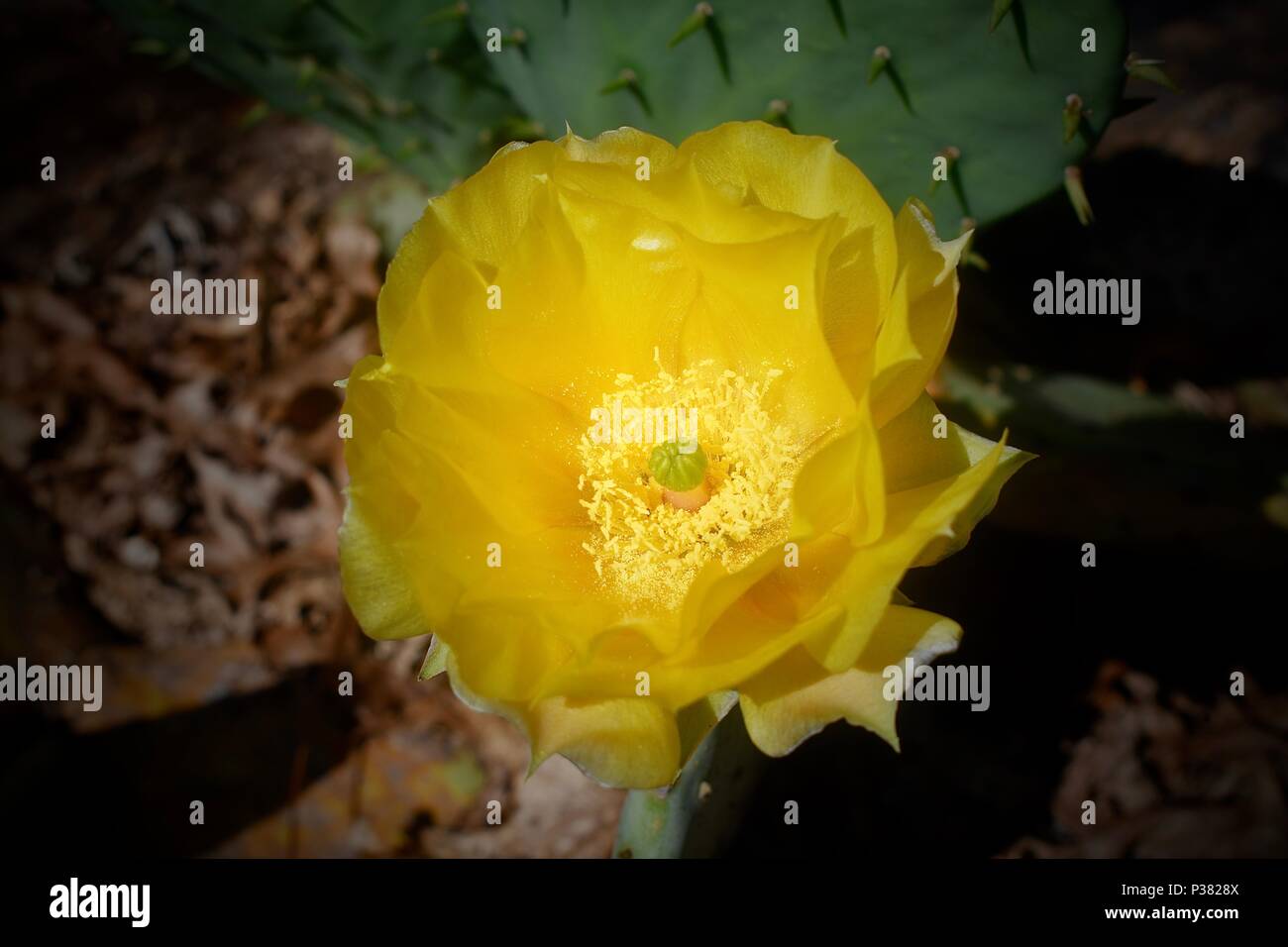 yellow flower on cactus Stock Photo - Alamy