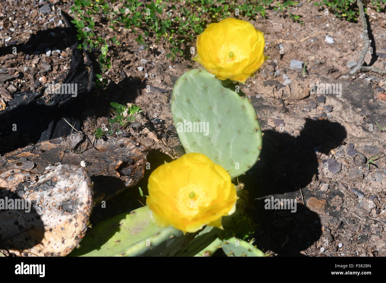 Flower on cactus hi-res stock photography and images - Alamy