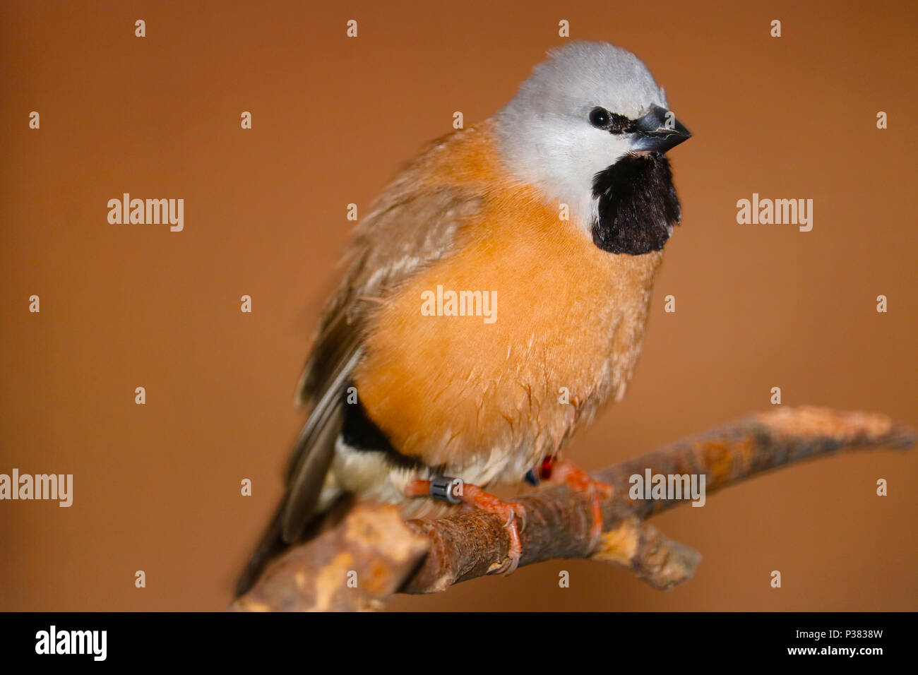 black-throated or parson finch (poephila cincta) perching on a branch ...
