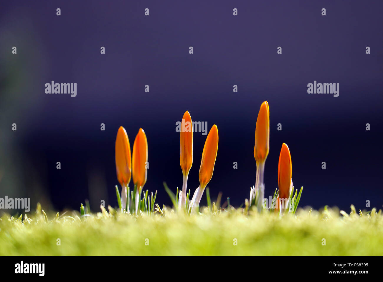 Crocus flavus hi-res stock photography and images - Alamy