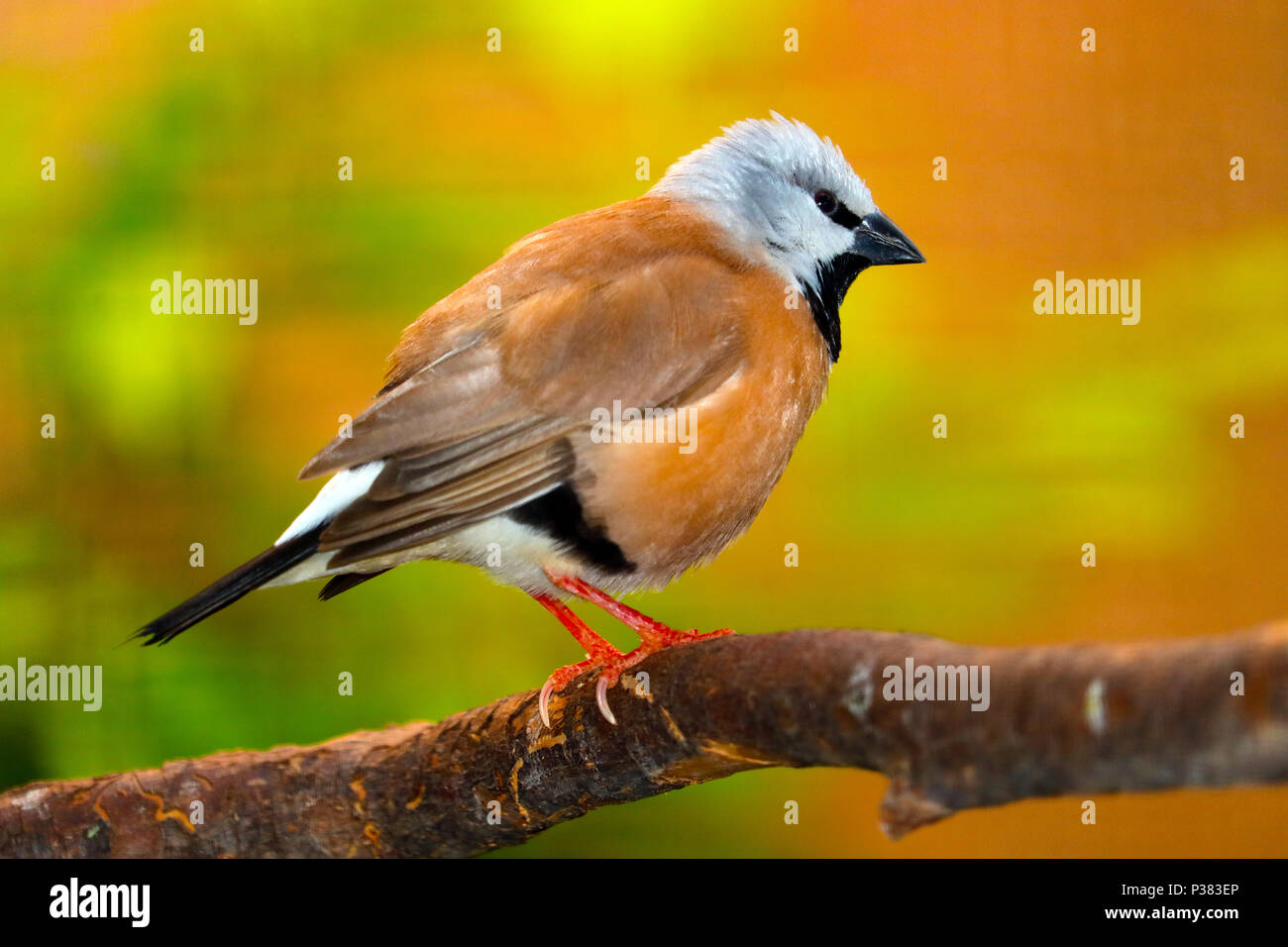 Black-throated or parson finch (poephila cincta) sitting on a branch ...