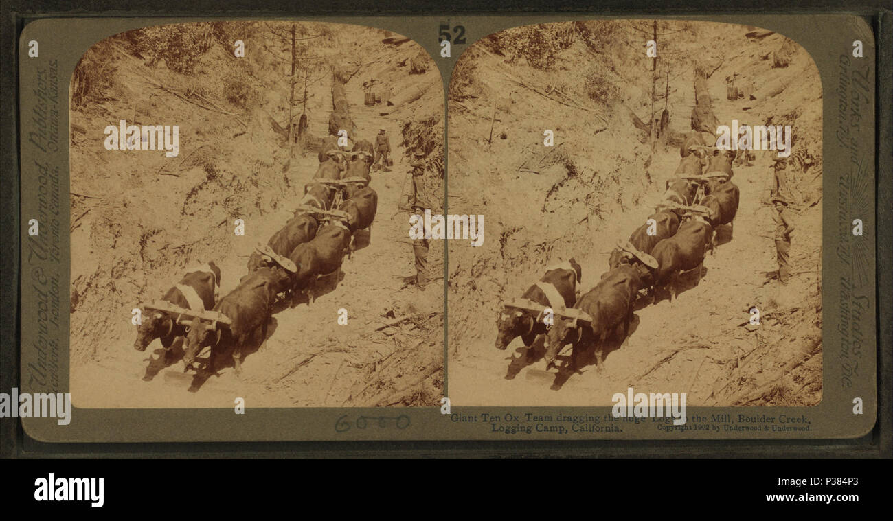 123 Giant Tex Ox Team dragging the huge logs to the Mill, Boulder Creek ...