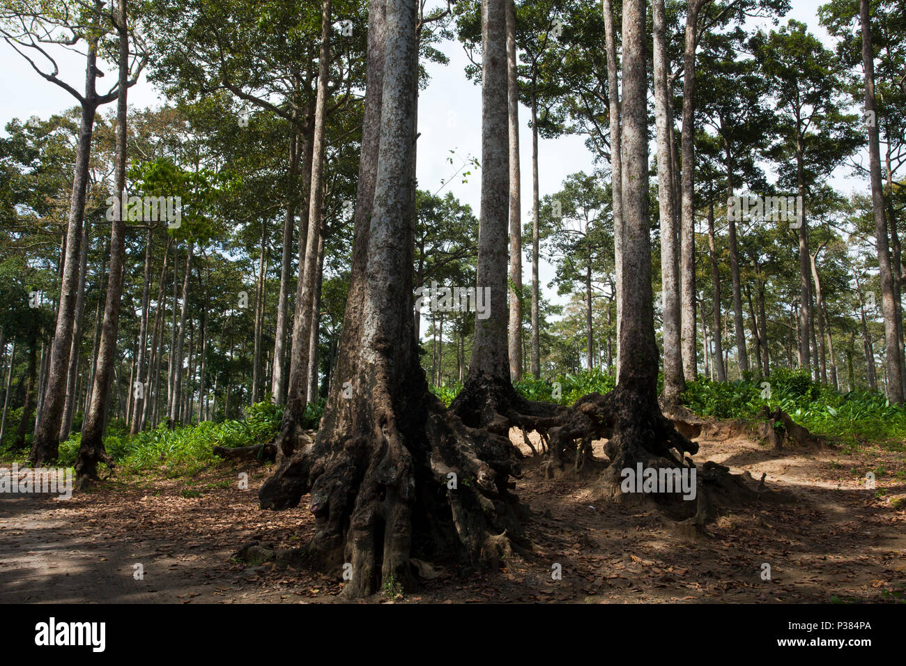 Mother garjan tree hi-res stock photography and images - Alamy