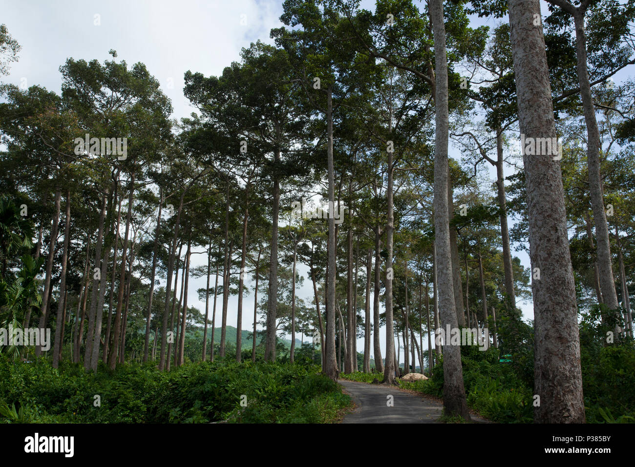 Natural Garjan (Dipterocarpus terbinatus) Forest at Shilkhali. Teknaf ...