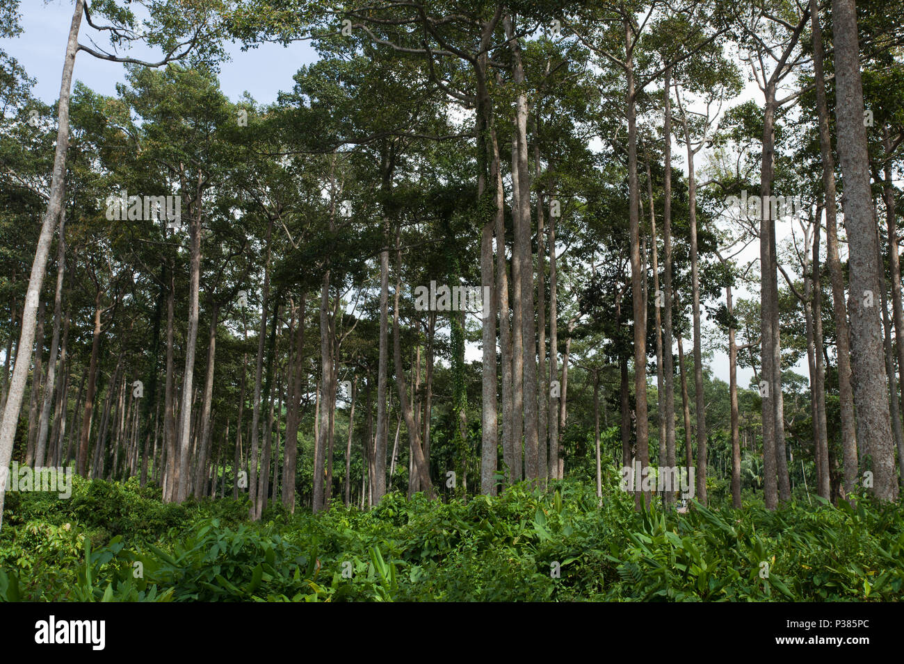 Natural Garjan (Dipterocarpus terbinatus) Forest at Shilkhali. Teknaf ...