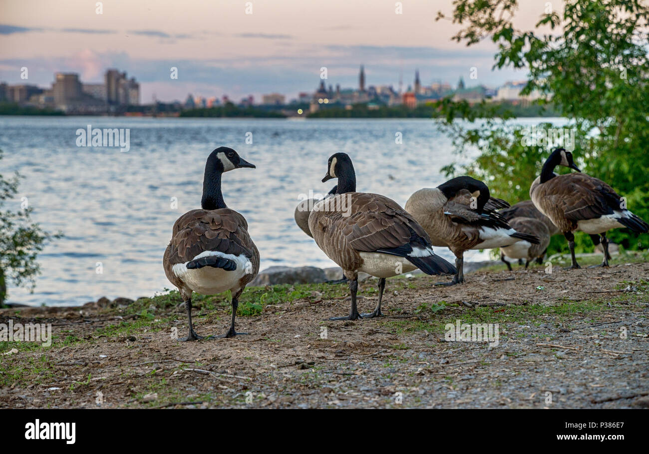 Ottawa island view hi-res stock photography and images - Alamy