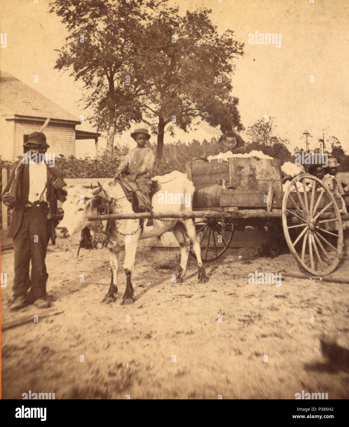 Riding ox hi-res stock photography and images - Alamy