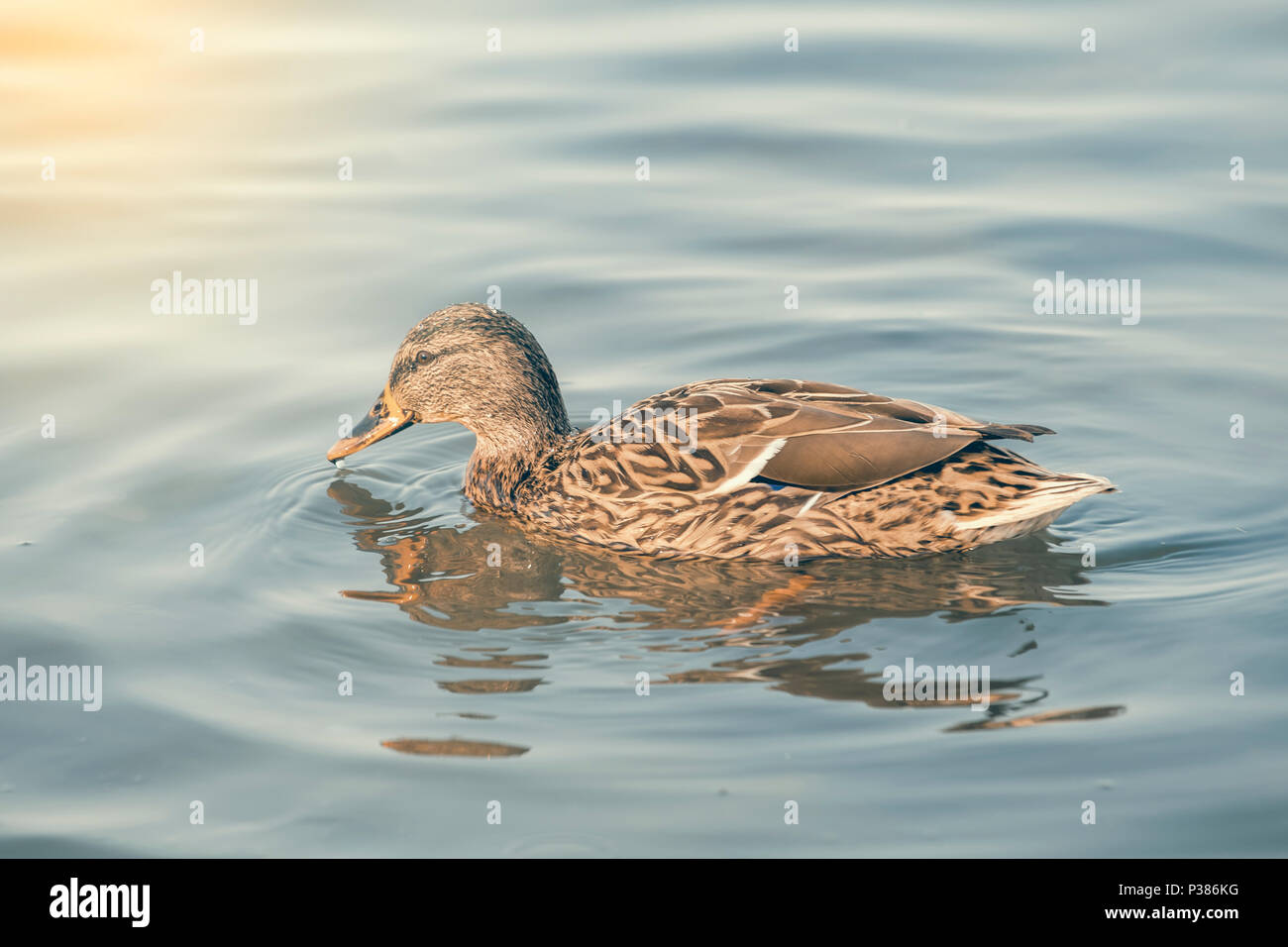 Female duck with reflections swim in river. Vintage style Stock Photo ...